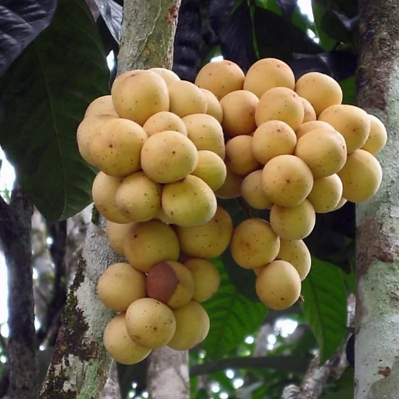 Buy Lotkon Fruit Plant In India